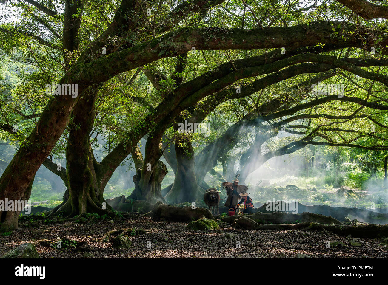 Fujian province lake kasumigaura Yang Guxi banyan tree Stock Photo - Alamy