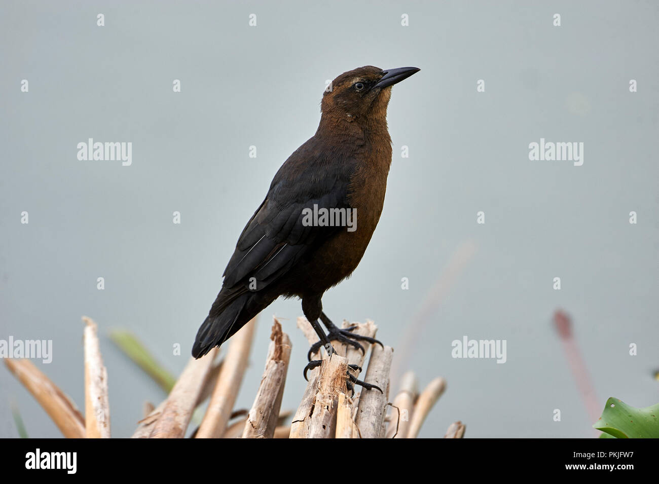 Female Great-tailed Grackle (Quiscalus mexicanus) foraging along edge ...