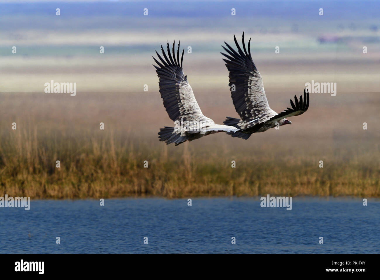 Gyps himalayensis hi-res stock photography and images - Alamy