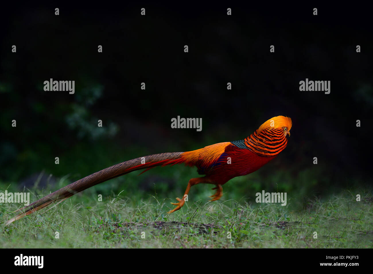 Golden pheasant hi-res stock photography and images - Alamy