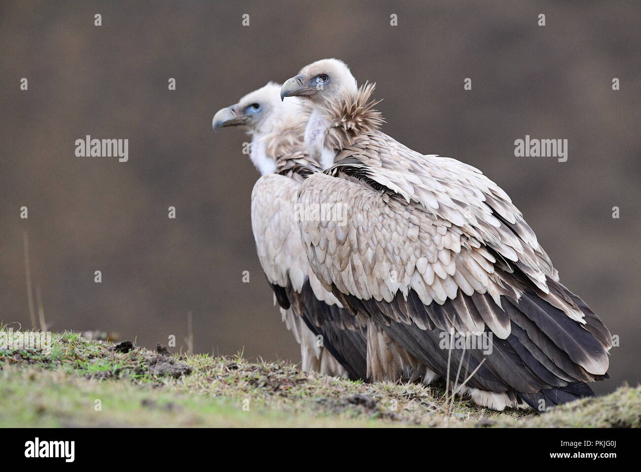 Himalayensis hi-res stock photography and images - Alamy