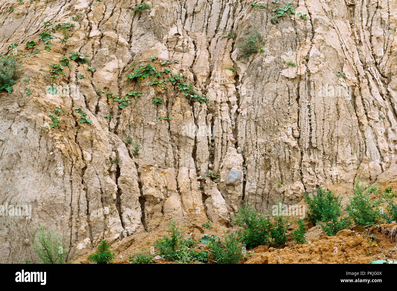 steep sea shore, clay overgrown slope, different soils on the collapsed ...