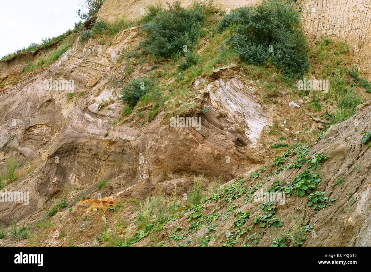 steep sea shore, clay overgrown slope, different soils on the collapsed ...