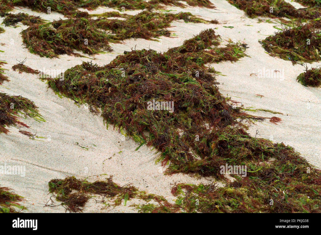 black sea shells, the green ooze of the sea, small shells and marine ...