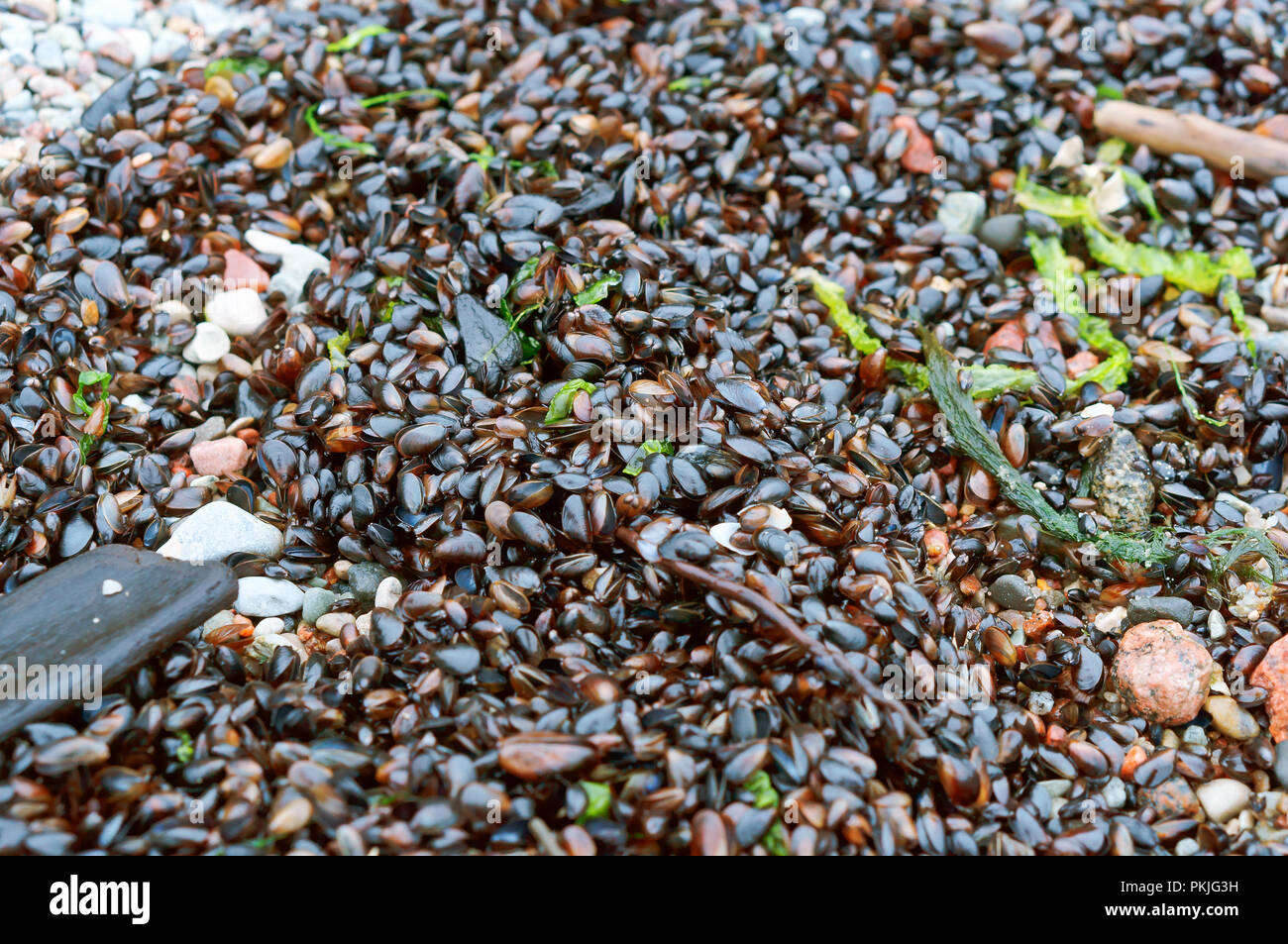 black sea shells, the green ooze of the sea, small shells and marine ...