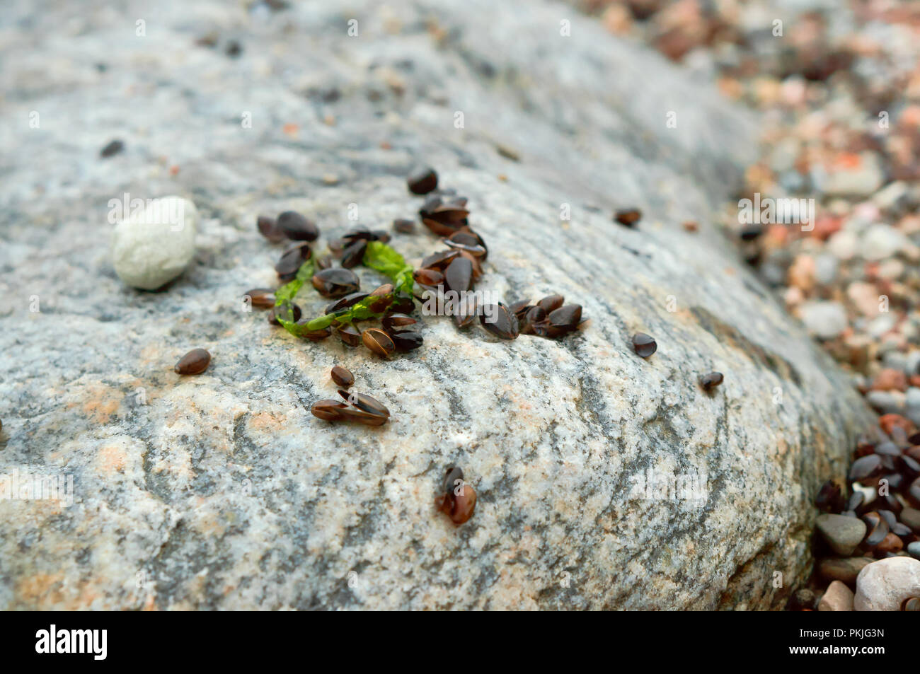 black sea shells, the green ooze of the sea, small shells and marine ...