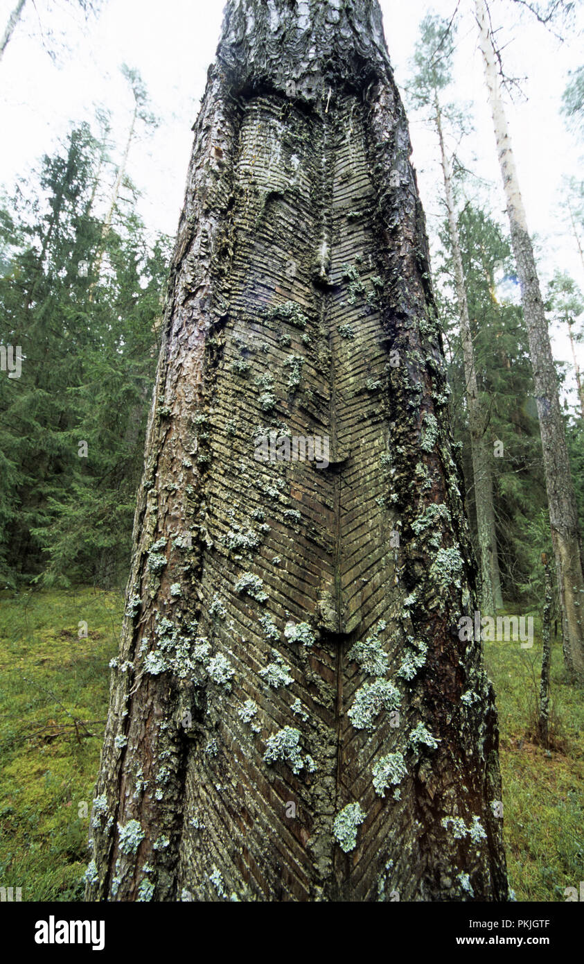 Old redundant traditional resin tapping in trunk of Scots Pine tree in ...