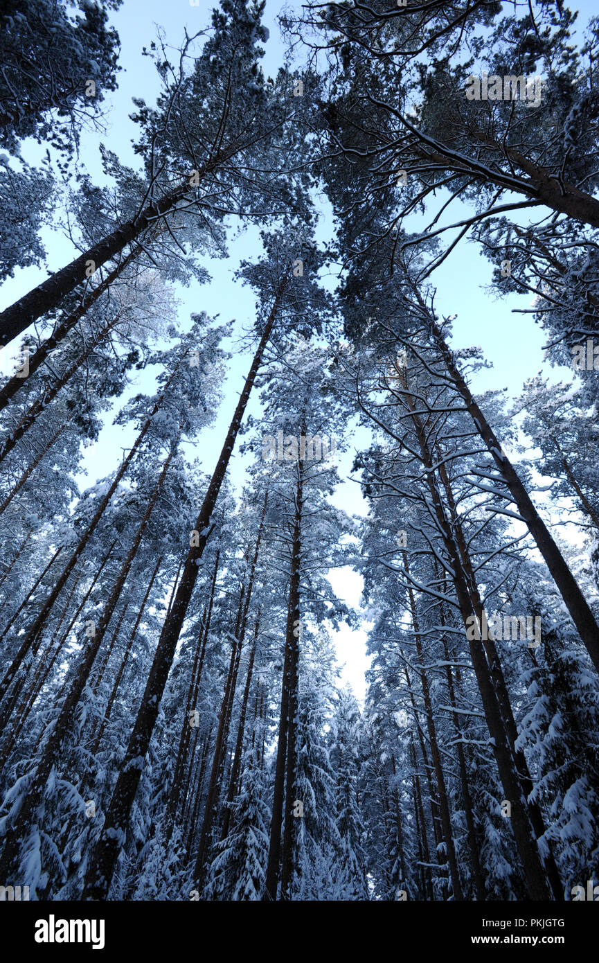 Augustow Forest High Resolution Stock Photography and Images - Alamy