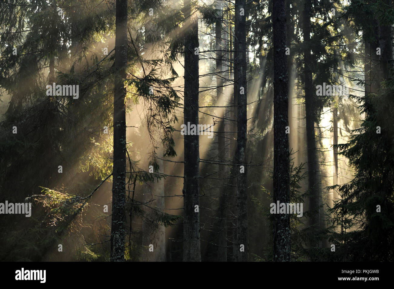 Augustow poland hi-res stock photography and images - Alamy