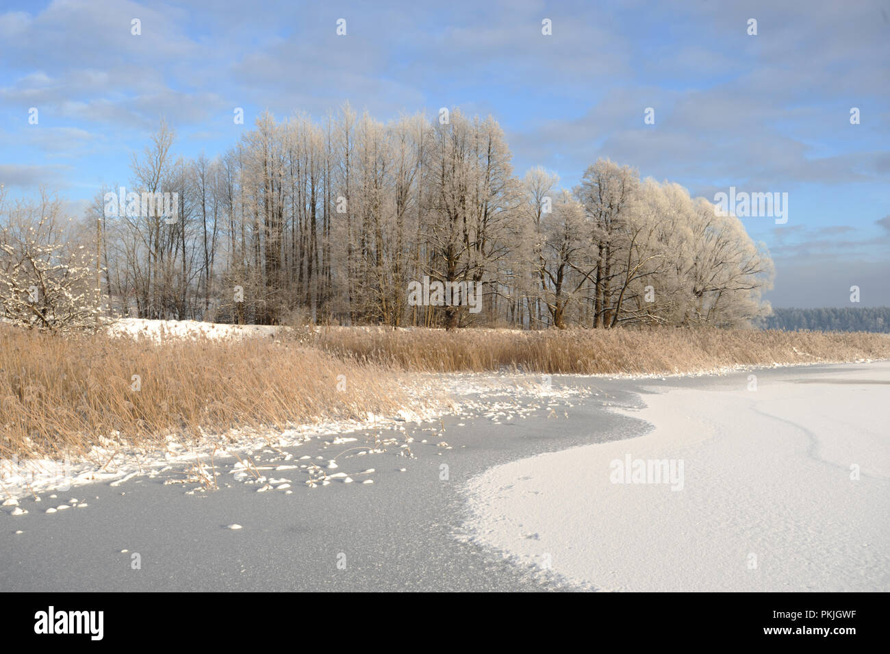 Winter and snow in the Augustow Forest in the Suwalki region of north ...