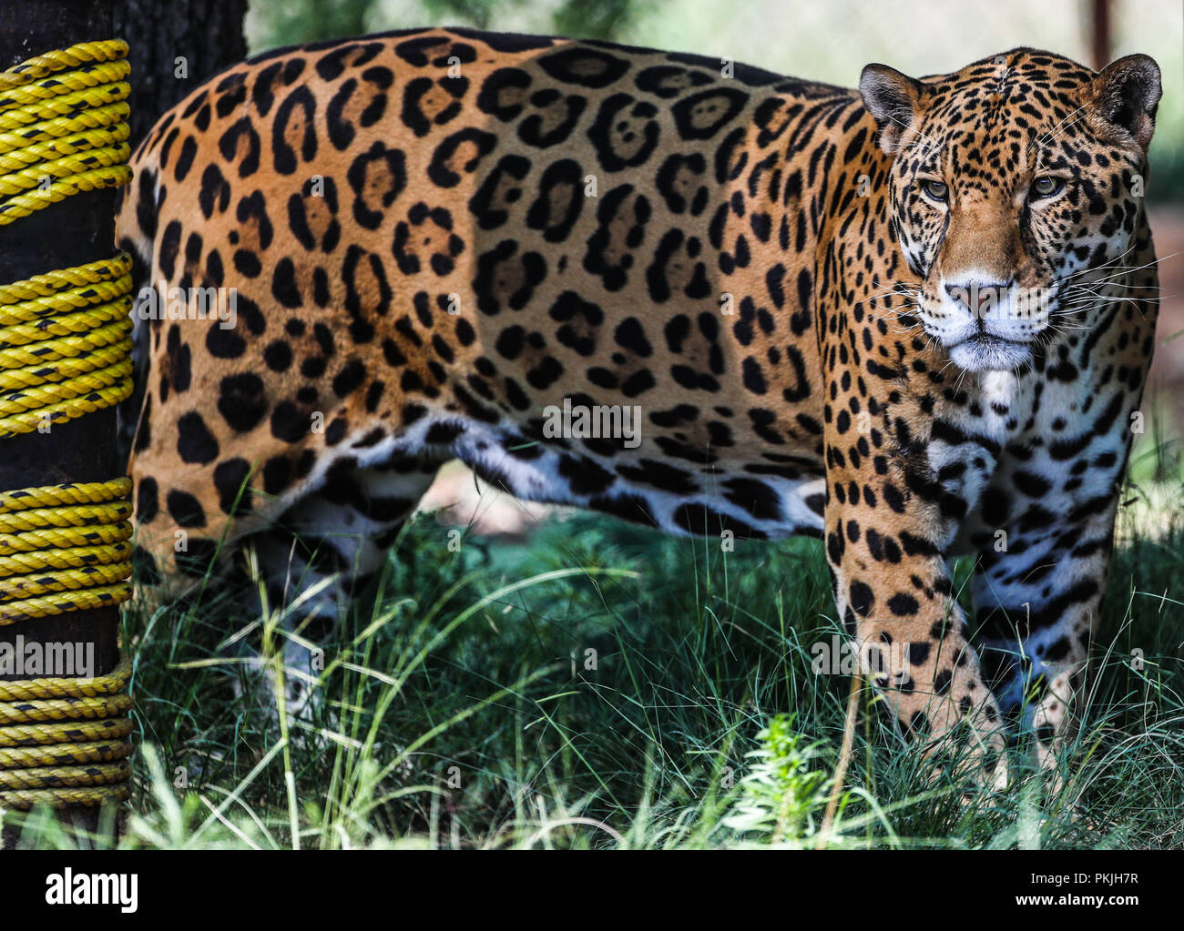 Jaguar in captivity, zoo. Feline, mammal, wild cat, carnivore, predator ...