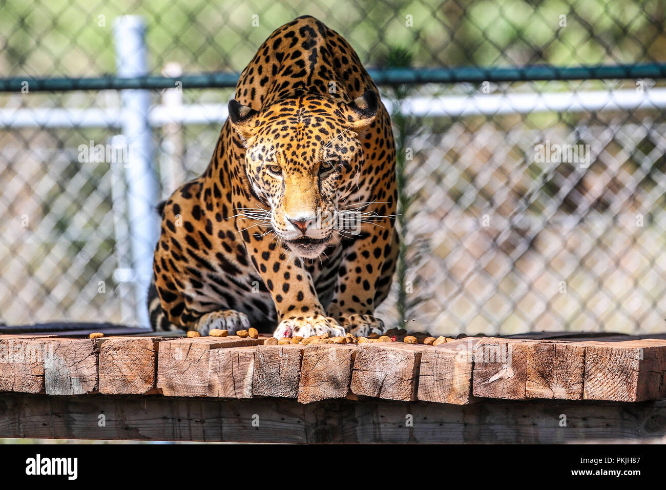 Jaguar in captivity, zoo. Feline, mammal, wild cat, carnivore, predator ...