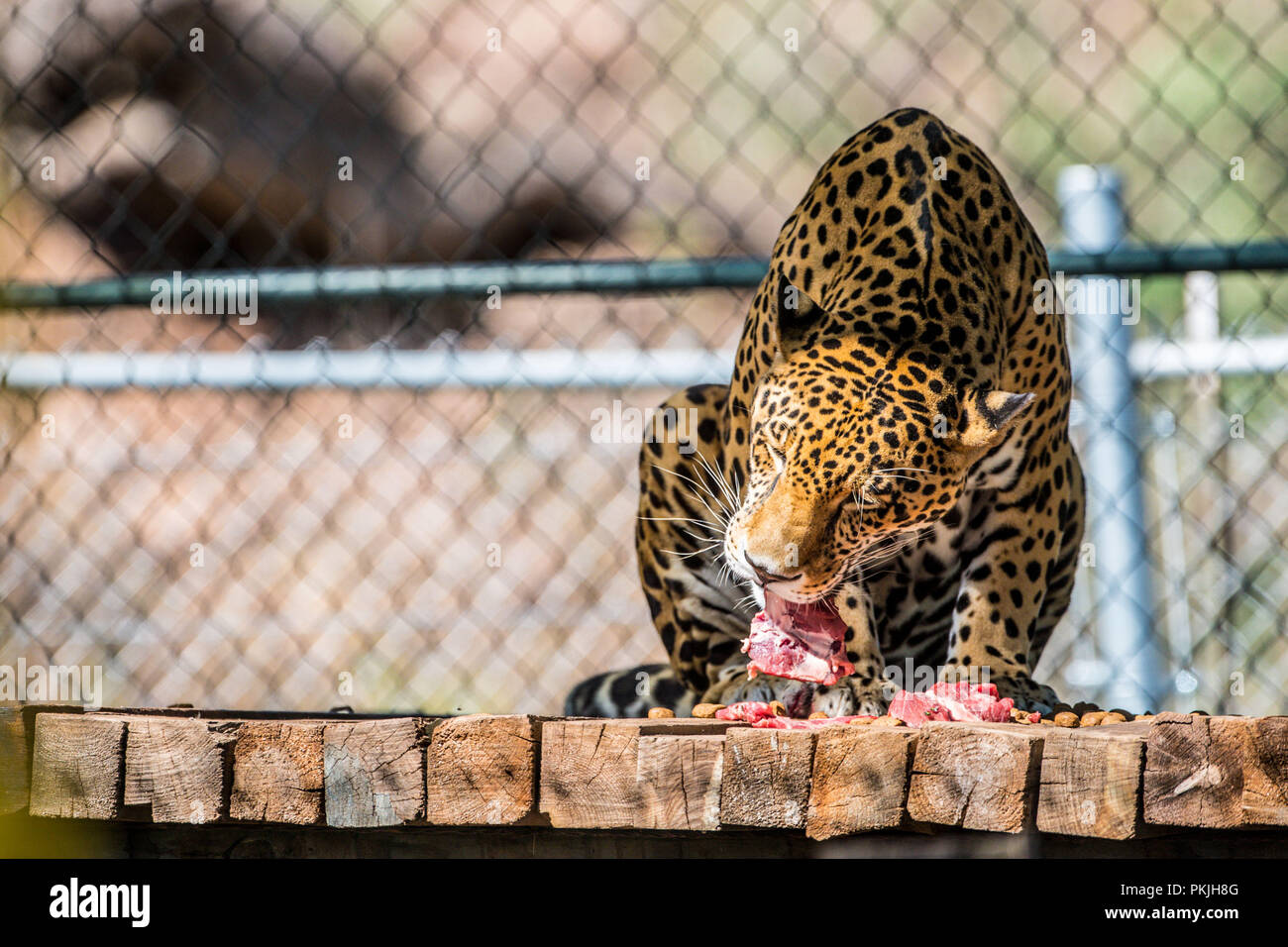 Jaguar in captivity, zoo. Feline, mammal, wild cat, carnivore, predator ...