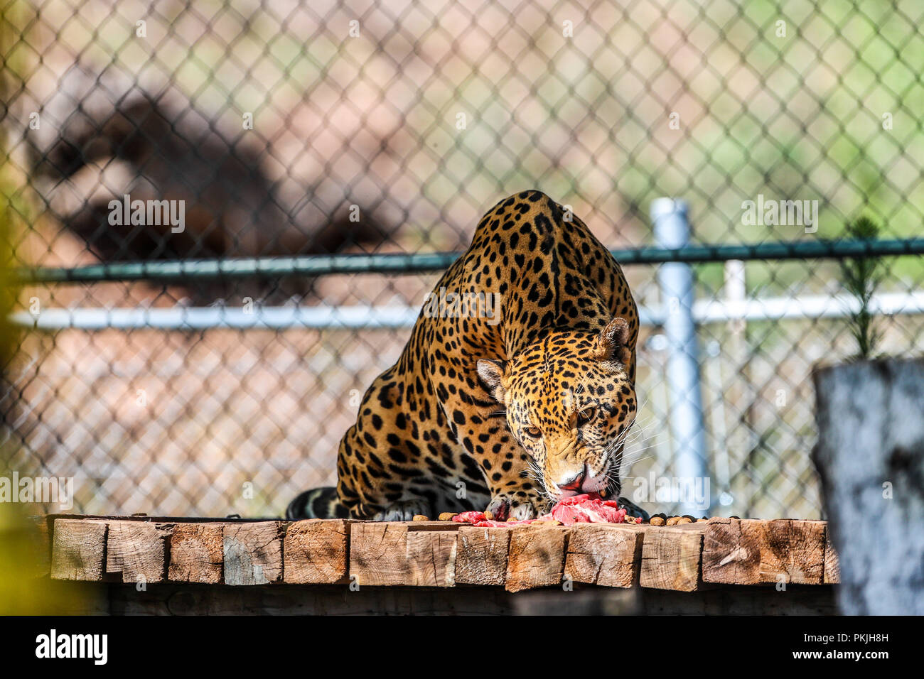 Jaguar in captivity, zoo. Feline, mammal, wild cat, carnivore, predator ...