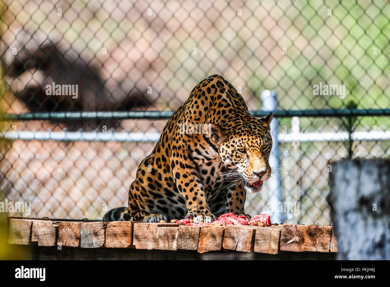 Jaguar in captivity, zoo. Feline, mammal, wild cat, carnivore, predator ...