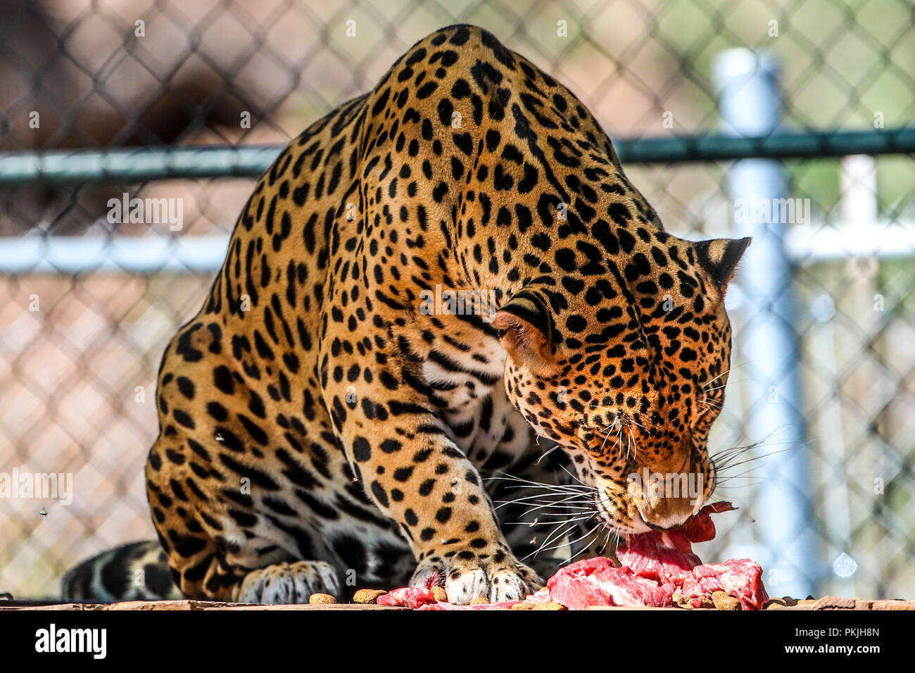 Jaguar in captivity, zoo. Feline, mammal, wild cat, carnivore, predator ...
