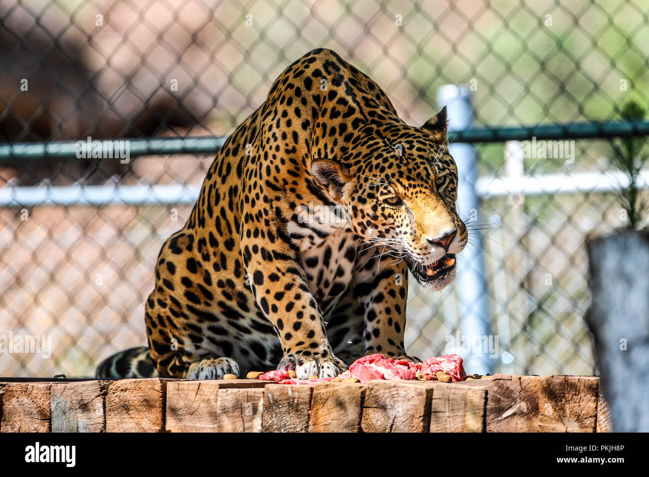 Jaguar in captivity, zoo. Feline, mammal, wild cat, carnivore, predator ...
