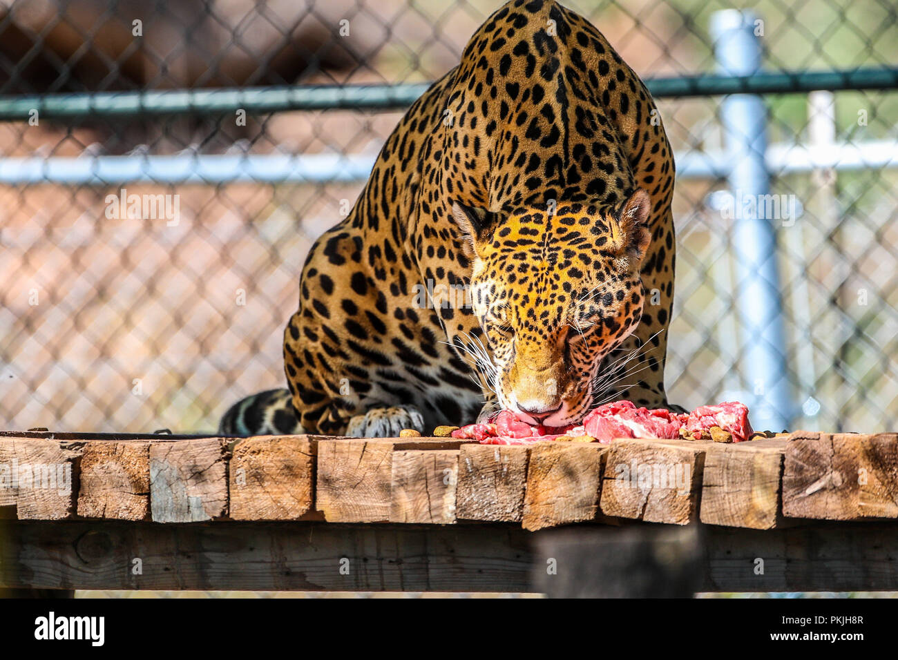 Jaguar in captivity, zoo. Feline, mammal, wild cat, carnivore, predator ...