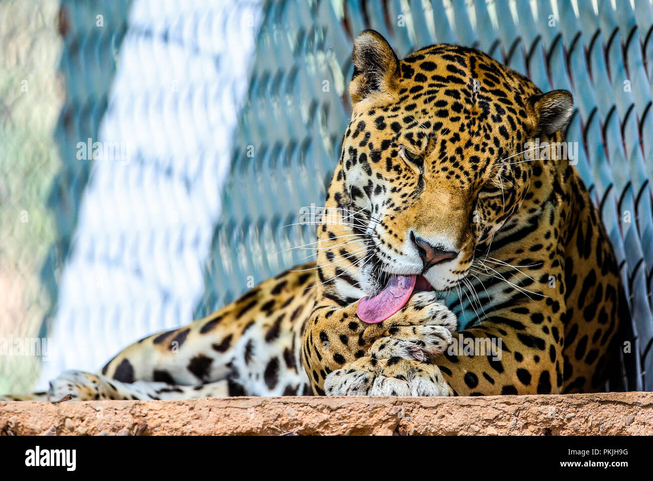 Jaguar in captivity, zoo. Feline, mammal, wild cat, carnivore, predator ...