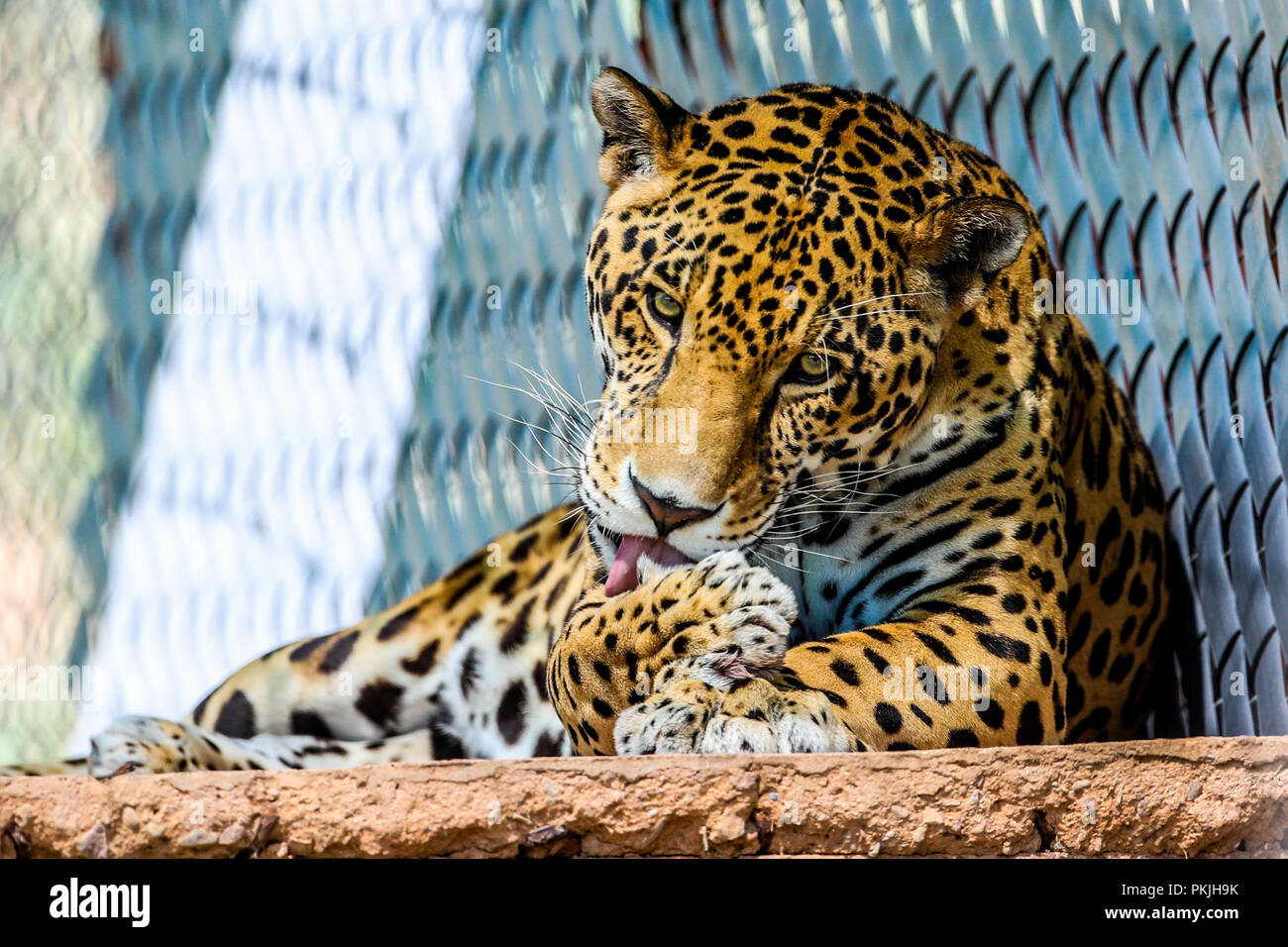 Jaguar in captivity, zoo. Feline, mammal, wild cat, carnivore, predator ...
