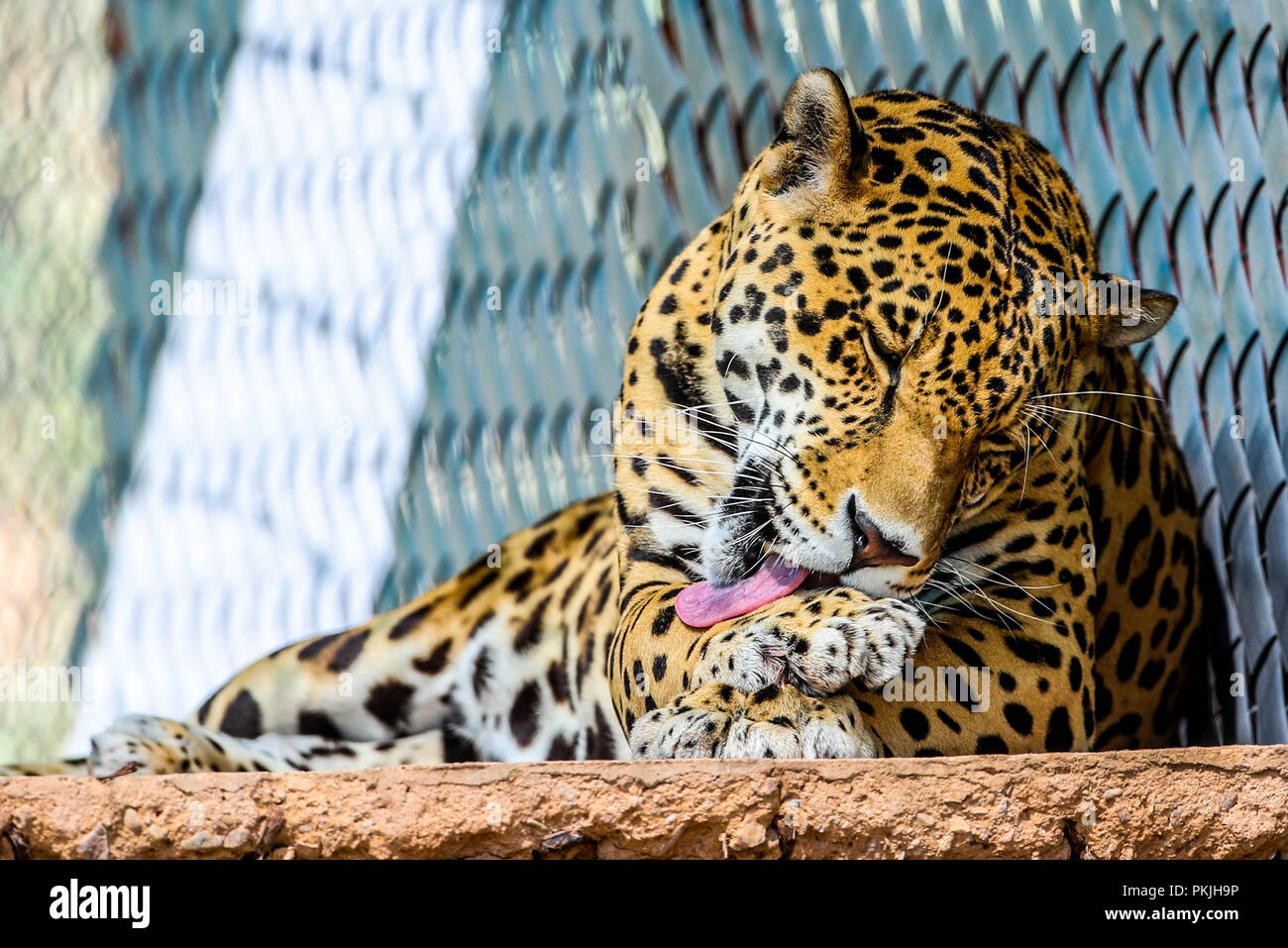 Jaguar in captivity, zoo. Feline, mammal, wild cat, carnivore, predator ...