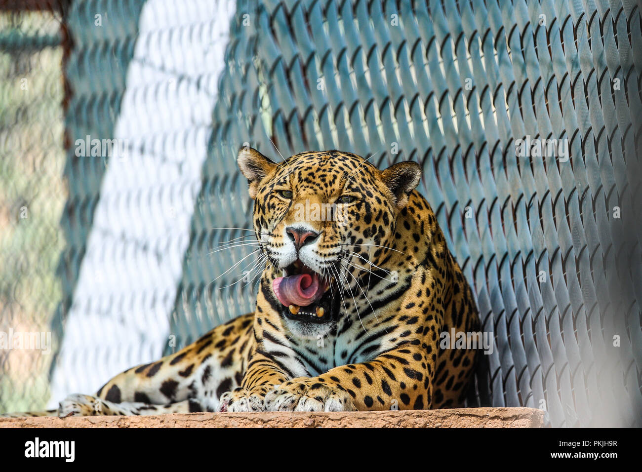 Jaguar in captivity, zoo. Feline, mammal, wild cat, carnivore, predator ...