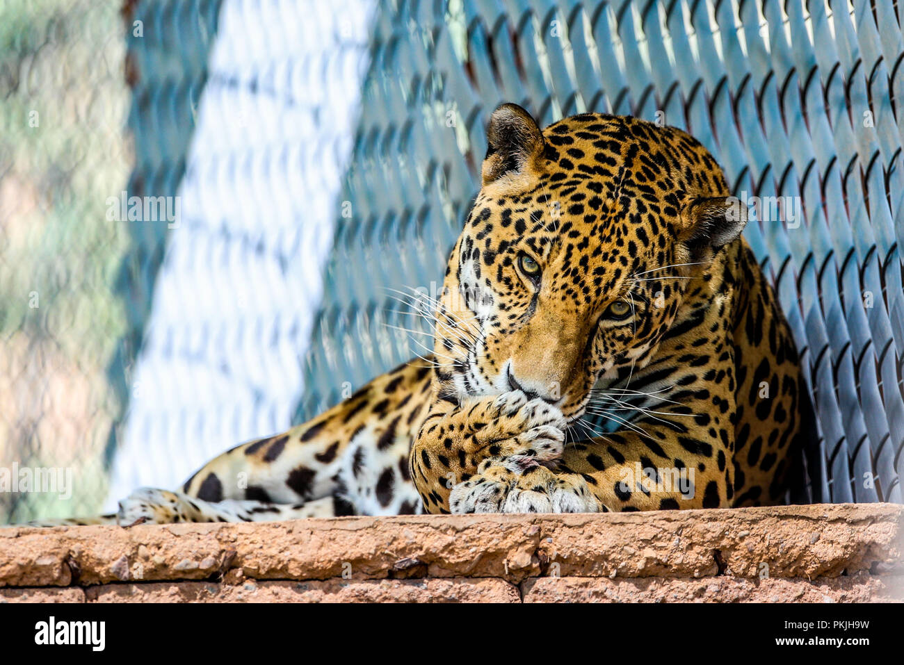 Jaguar in captivity, zoo. Feline, mammal, wild cat, carnivore, predator ...