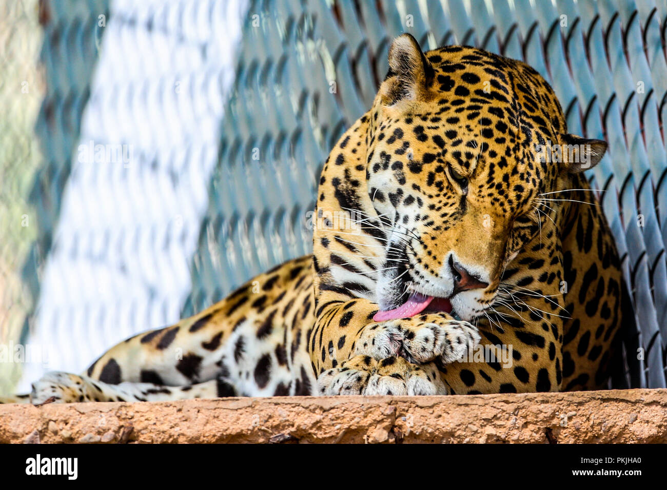 Jaguar in captivity, zoo. Feline, mammal, wild cat, carnivore, predator ...