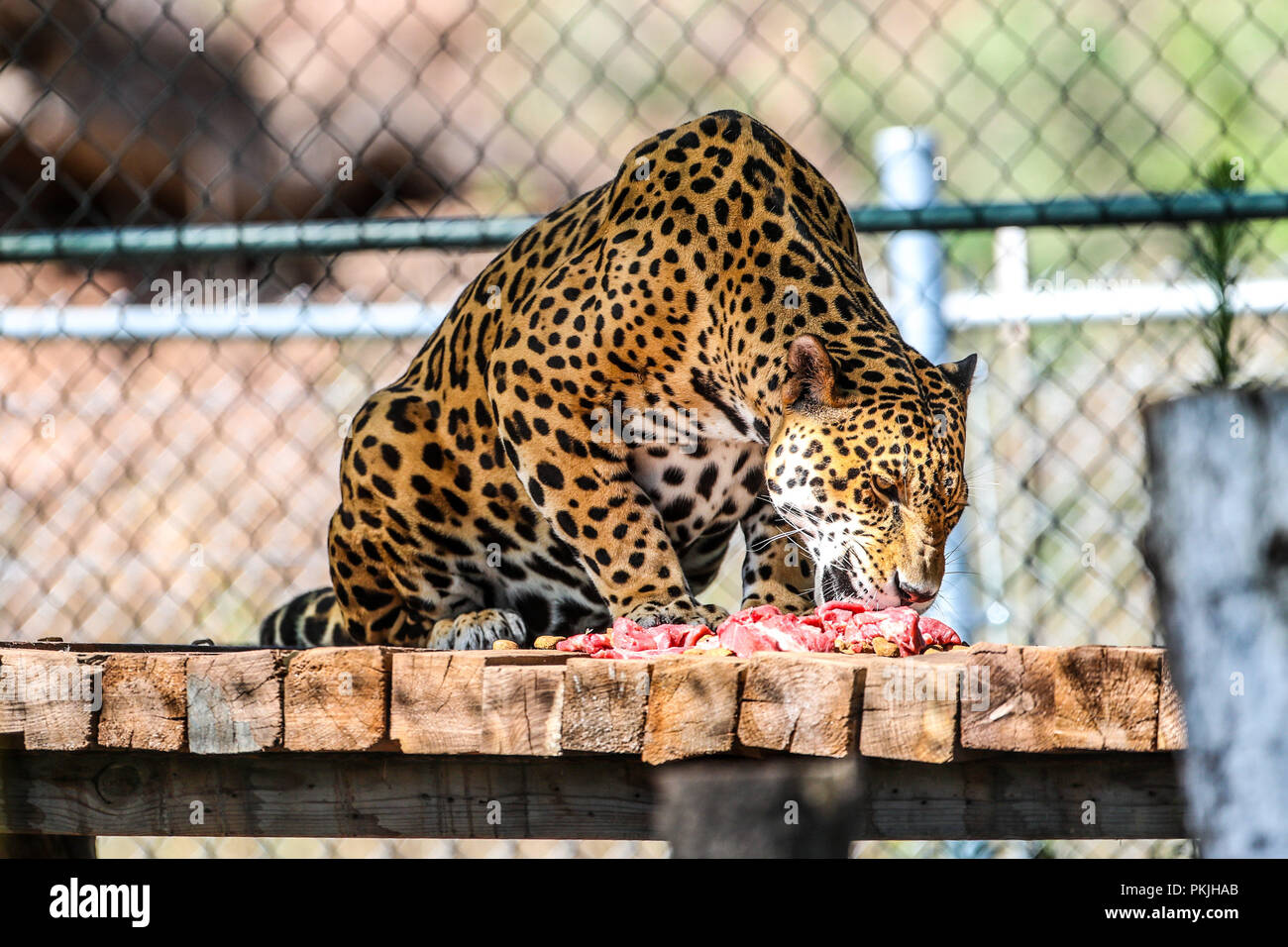 Jaguar in captivity, zoo. Feline, mammal, wild cat, carnivore, predator ...