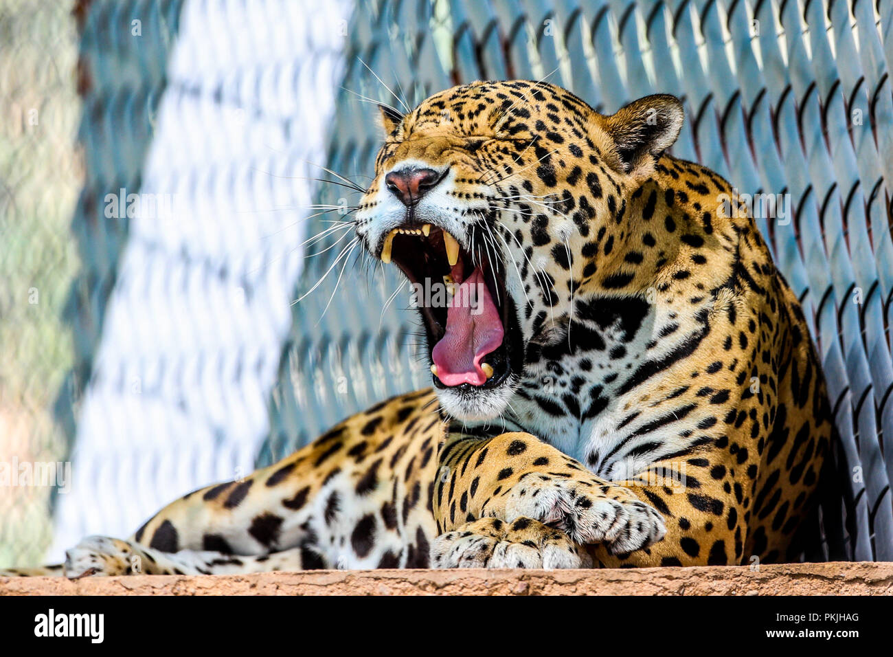 Jaguar in captivity, zoo. Feline, mammal, wild cat, carnivore, predator ...