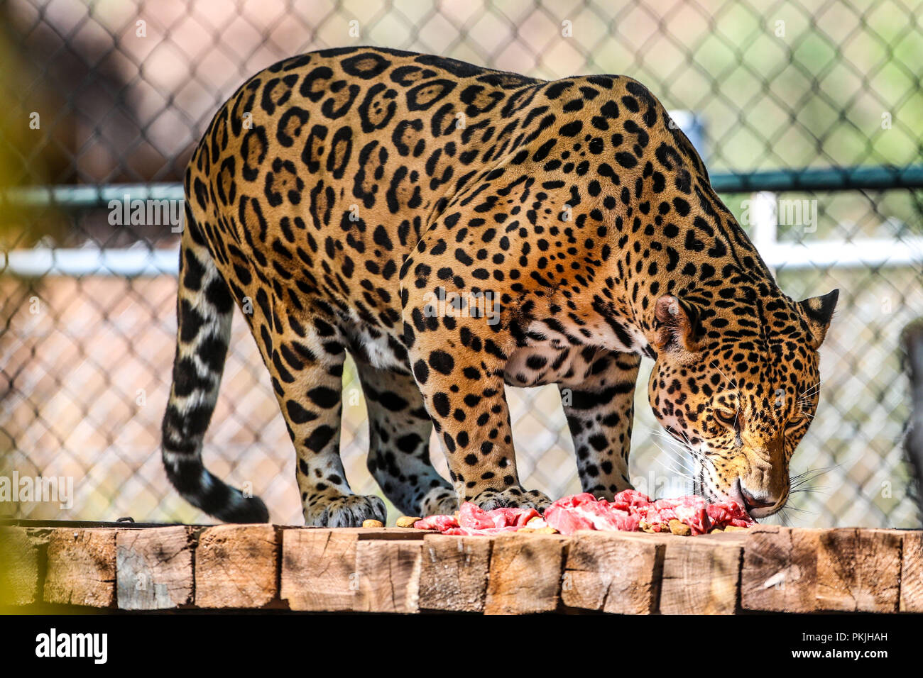 Jaguar in captivity, zoo. Feline, mammal, wild cat, carnivore, predator ...