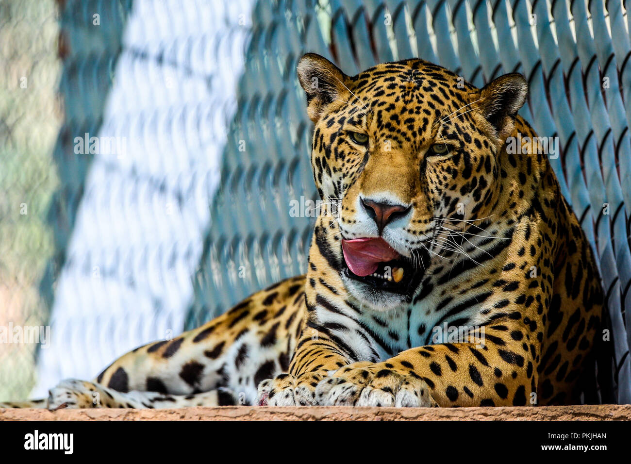 Jaguar in captivity, zoo. Feline, mammal, wild cat, carnivore, predator ...