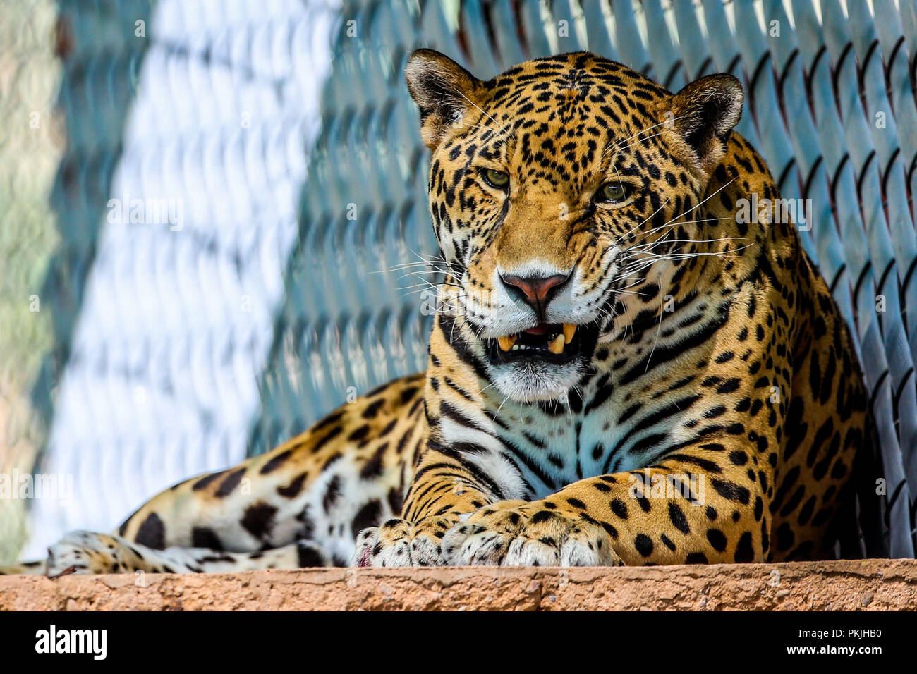Jaguar in captivity, zoo. Feline, mammal, wild cat, carnivore, predator ...