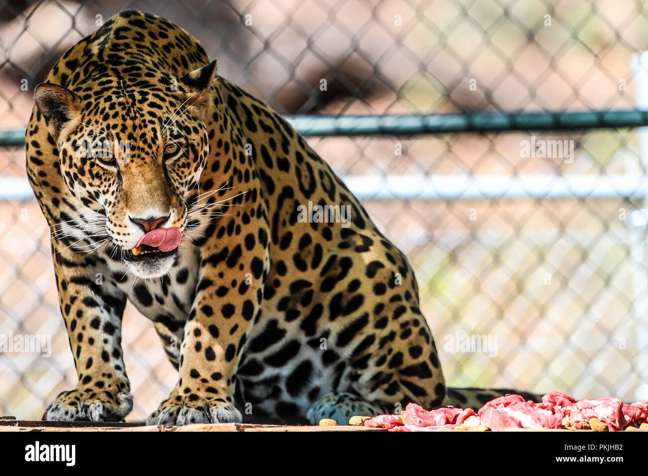 Jaguar in captivity, zoo. Feline, mammal, wild cat, carnivore, predator ...