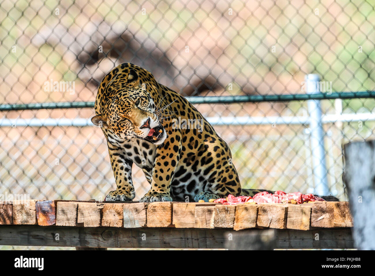 Jaguar in captivity, zoo. Feline, mammal, wild cat, carnivore, predator ...