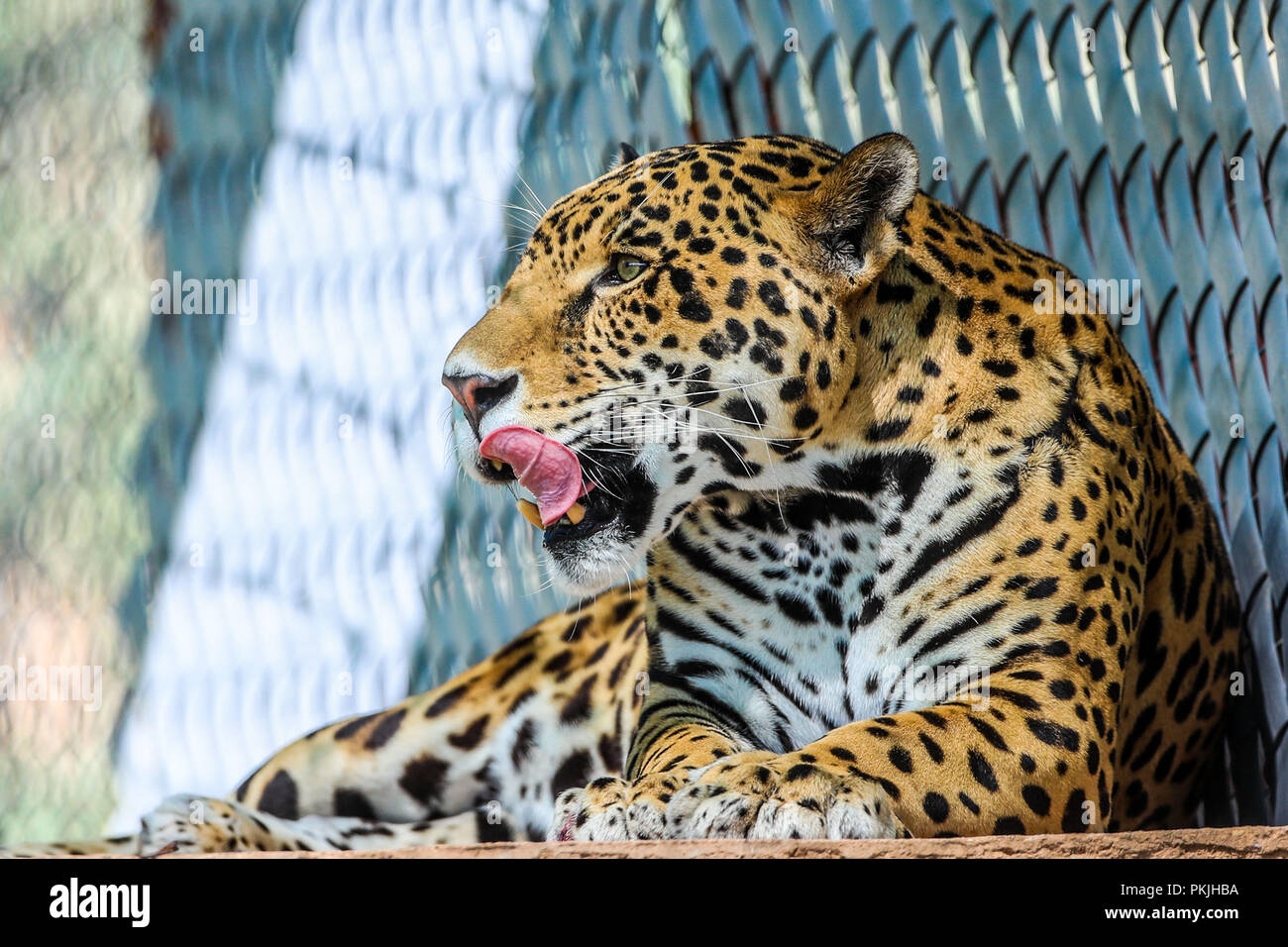 Jaguar in captivity, zoo. Feline, mammal, wild cat, carnivore, predator ...