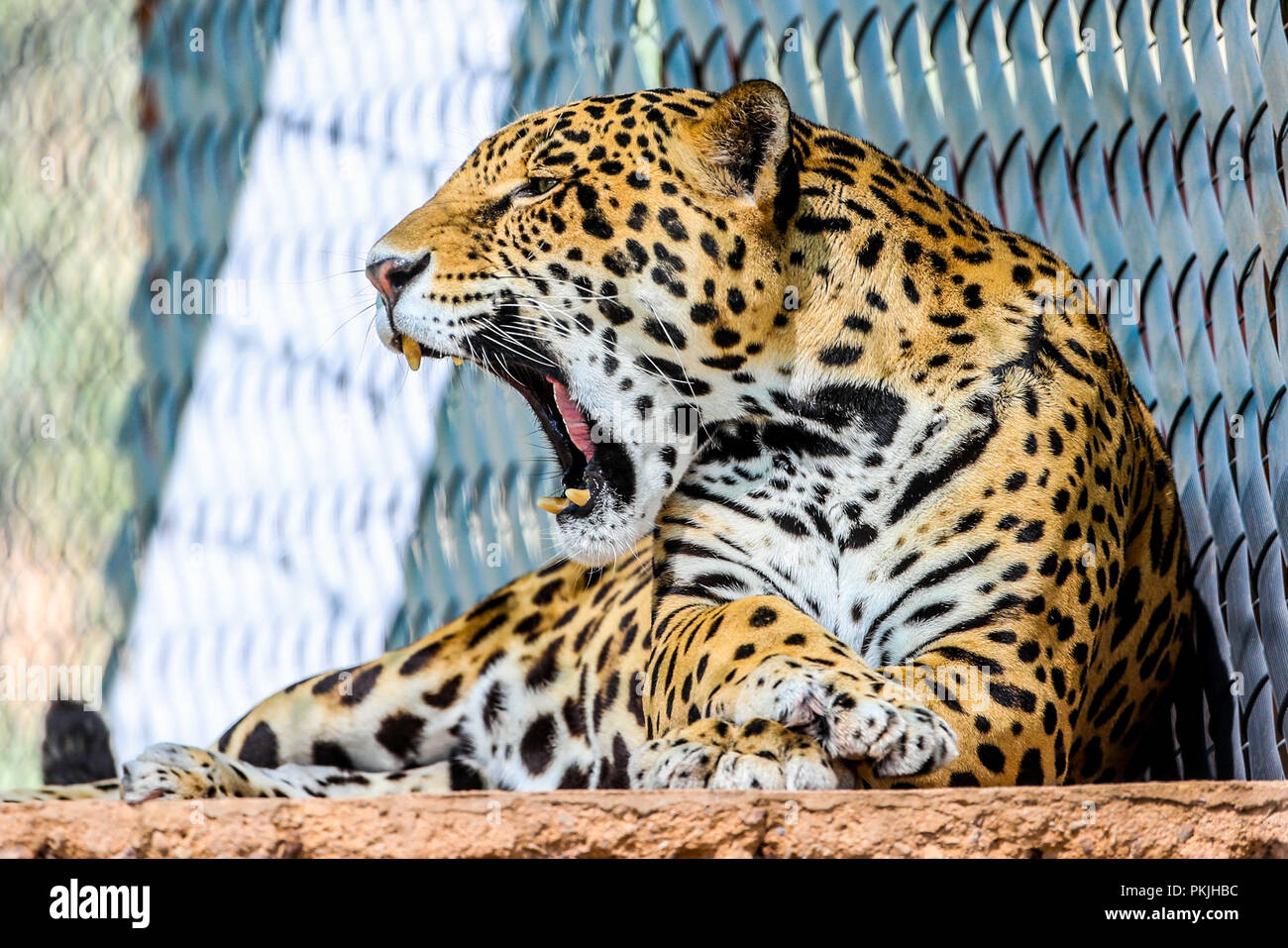 Jaguar in captivity, zoo. Feline, mammal, wild cat, carnivore, predator ...