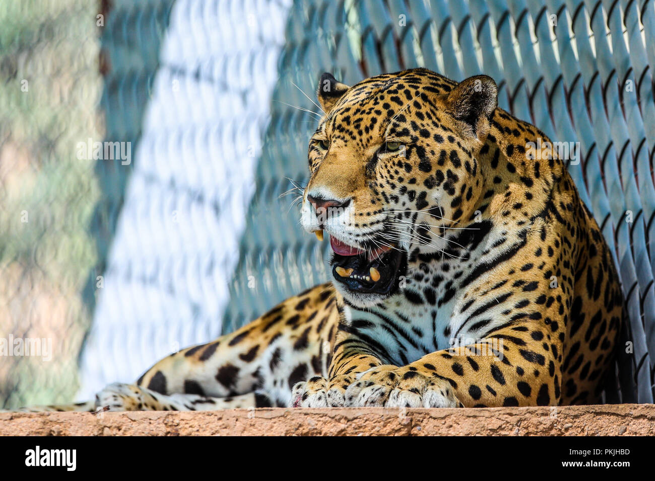 Jaguar in captivity, zoo. Feline, mammal, wild cat, carnivore, predator ...