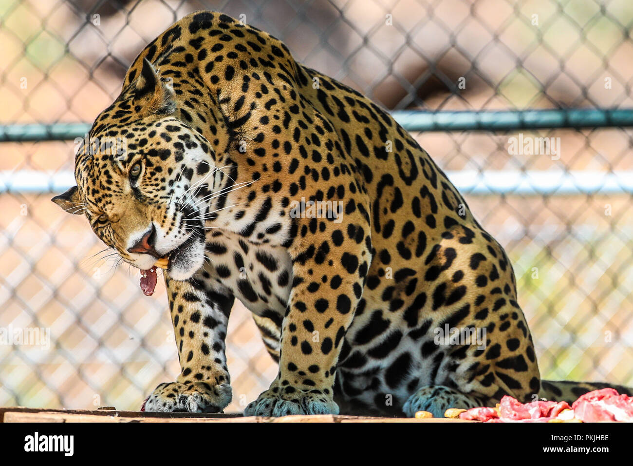 Jaguar in captivity, zoo. Feline, mammal, wild cat, carnivore, predator ...