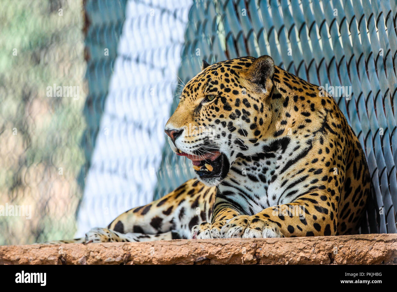 Jaguar in captivity, zoo. Feline, mammal, wild cat, carnivore, predator ...