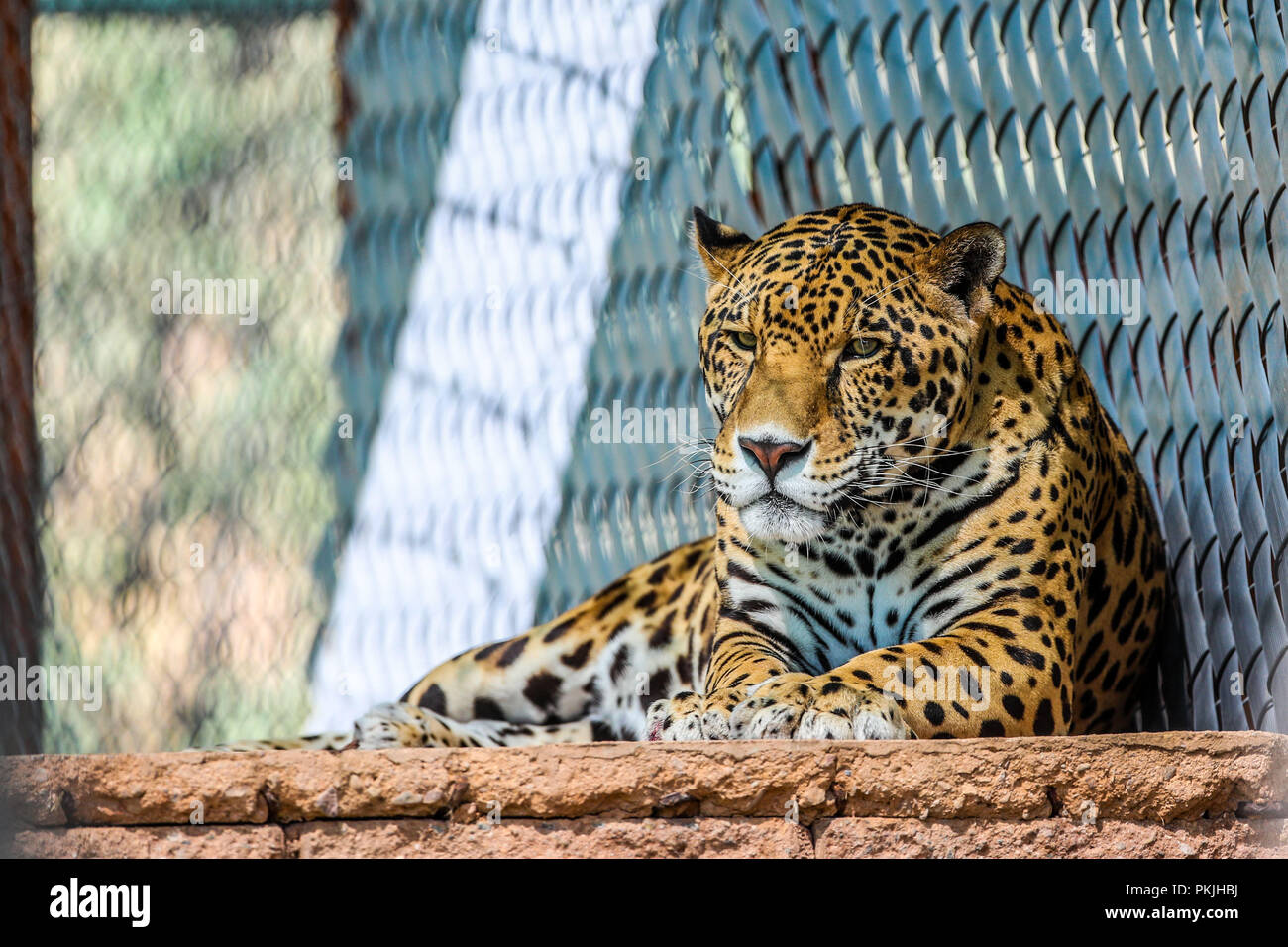 Jaguar in captivity, zoo. Feline, mammal, wild cat, carnivore, predator ...