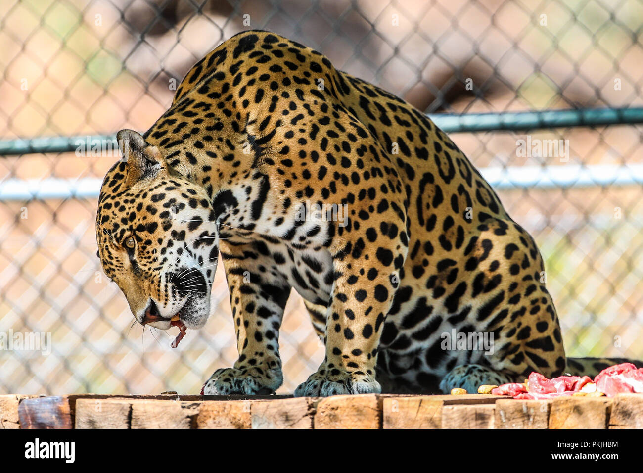Jaguar in captivity, zoo. Feline, mammal, wild cat, carnivore, predator ...
