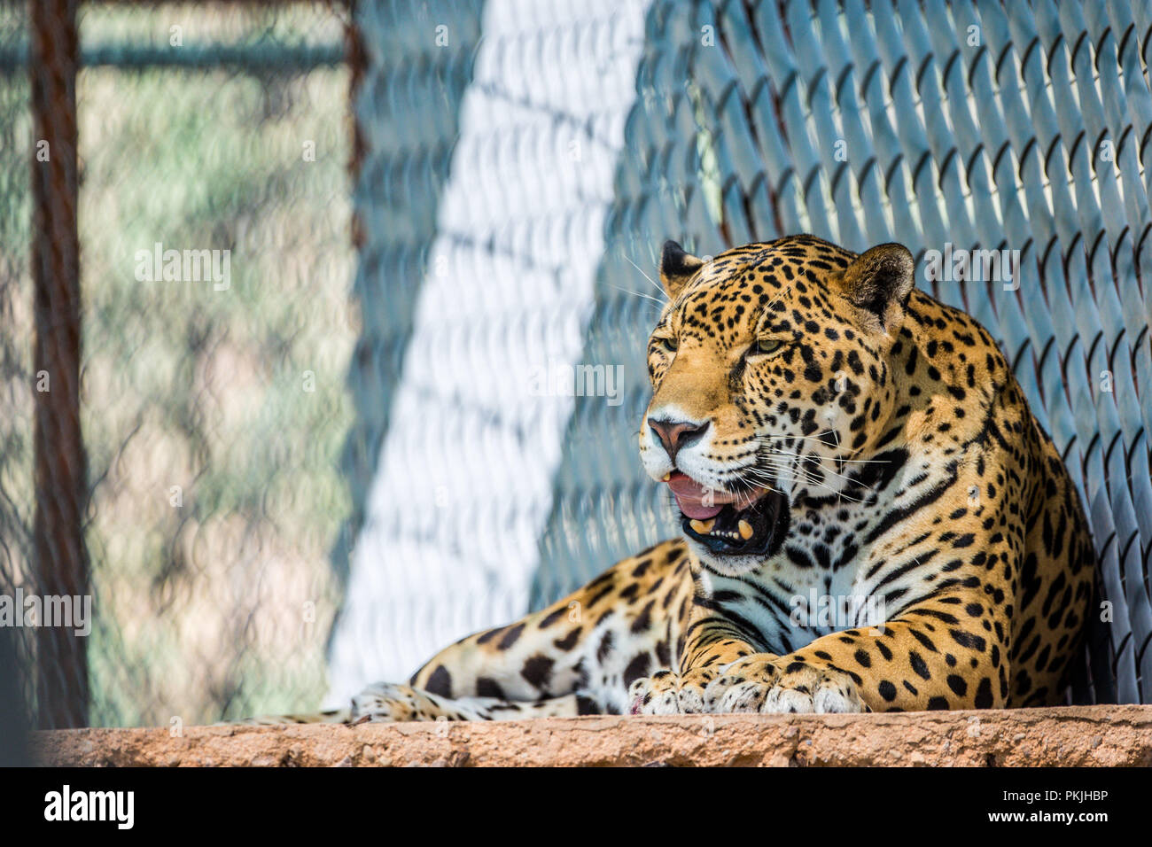 Jaguar in captivity, zoo. Feline, mammal, wild cat, carnivore, predator ...
