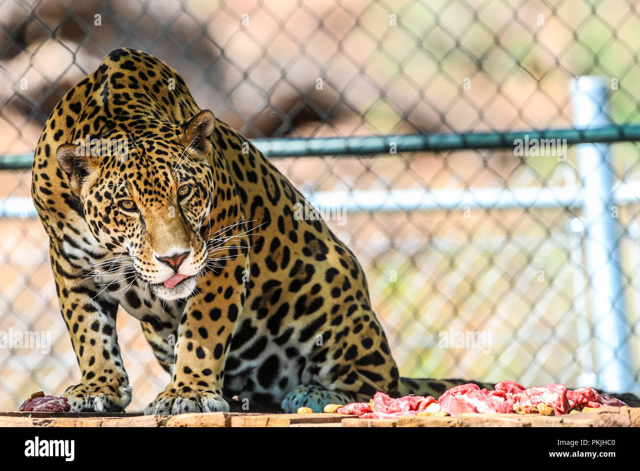 Jaguar in captivity, zoo. Feline, mammal, wild cat, carnivore, predator ...