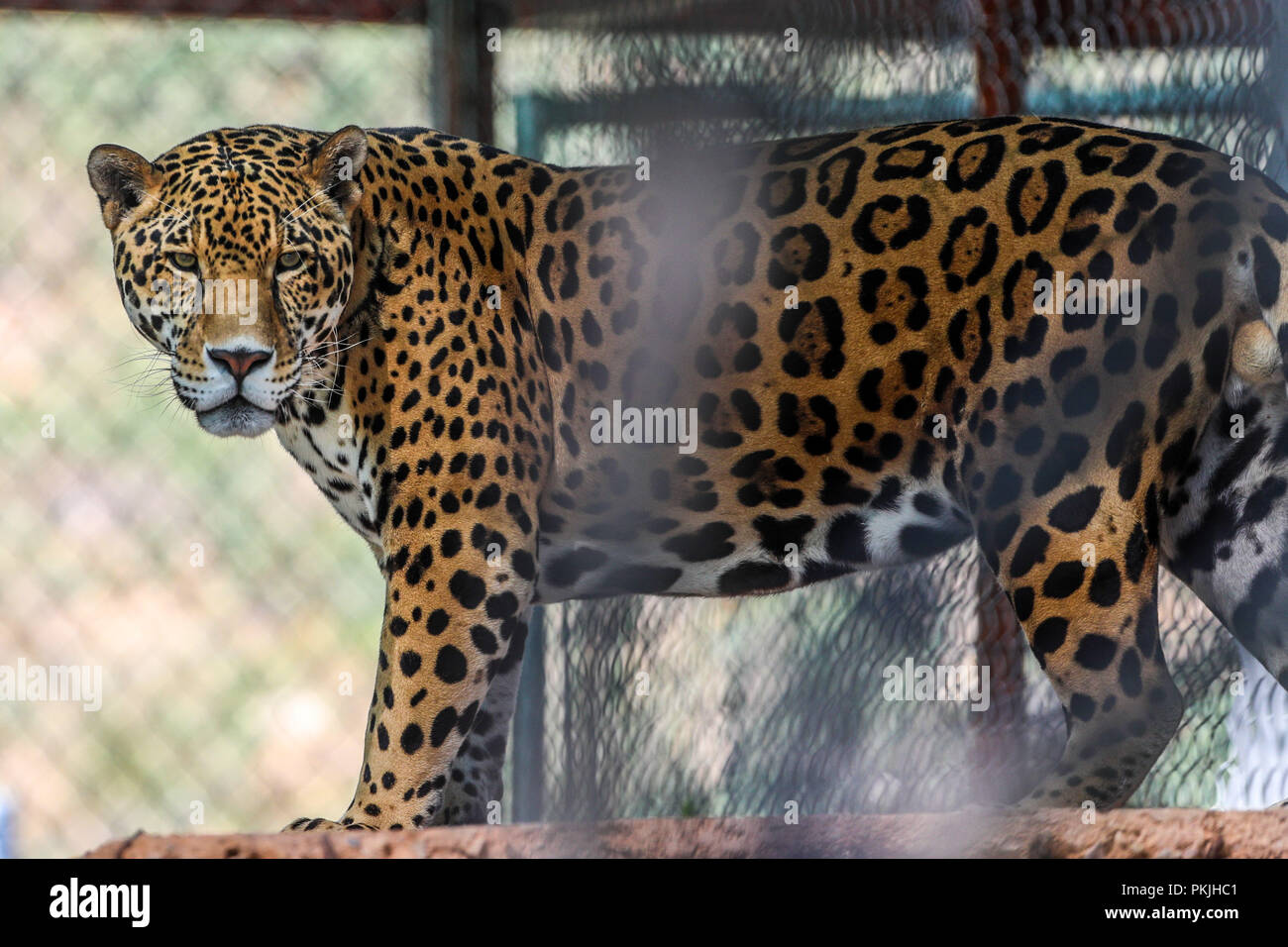 Jaguar in captivity, zoo. Feline, mammal, wild cat, carnivore, predator ...