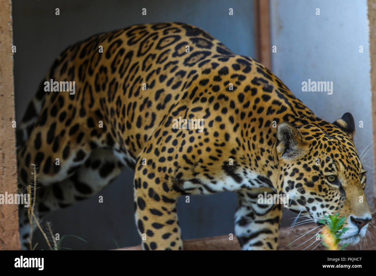 Jaguar in captivity, zoo. Feline, mammal, wild cat, carnivore, predator ...