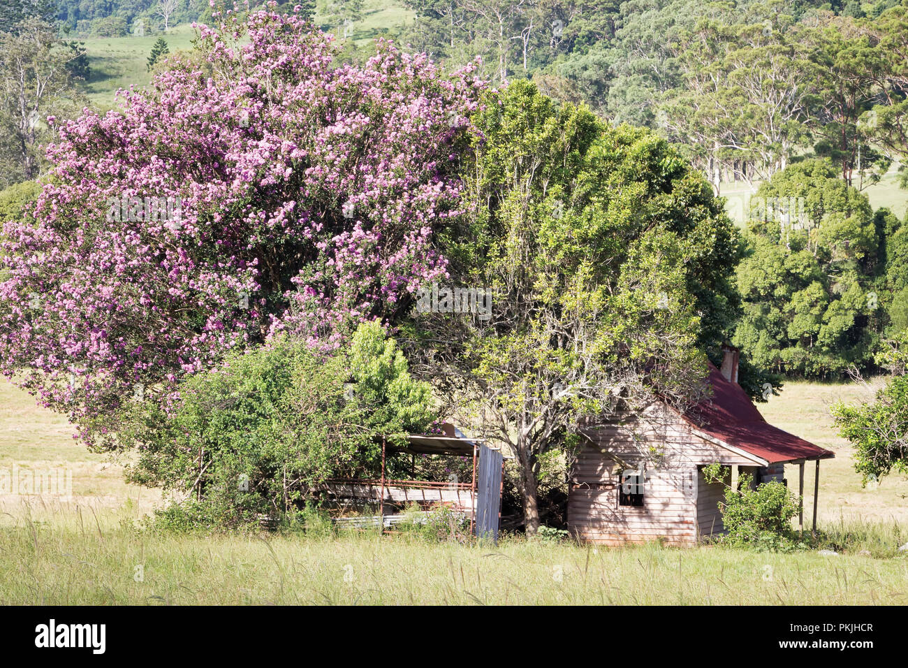 Old farm house over grown by trees Stock Photo - Alamy