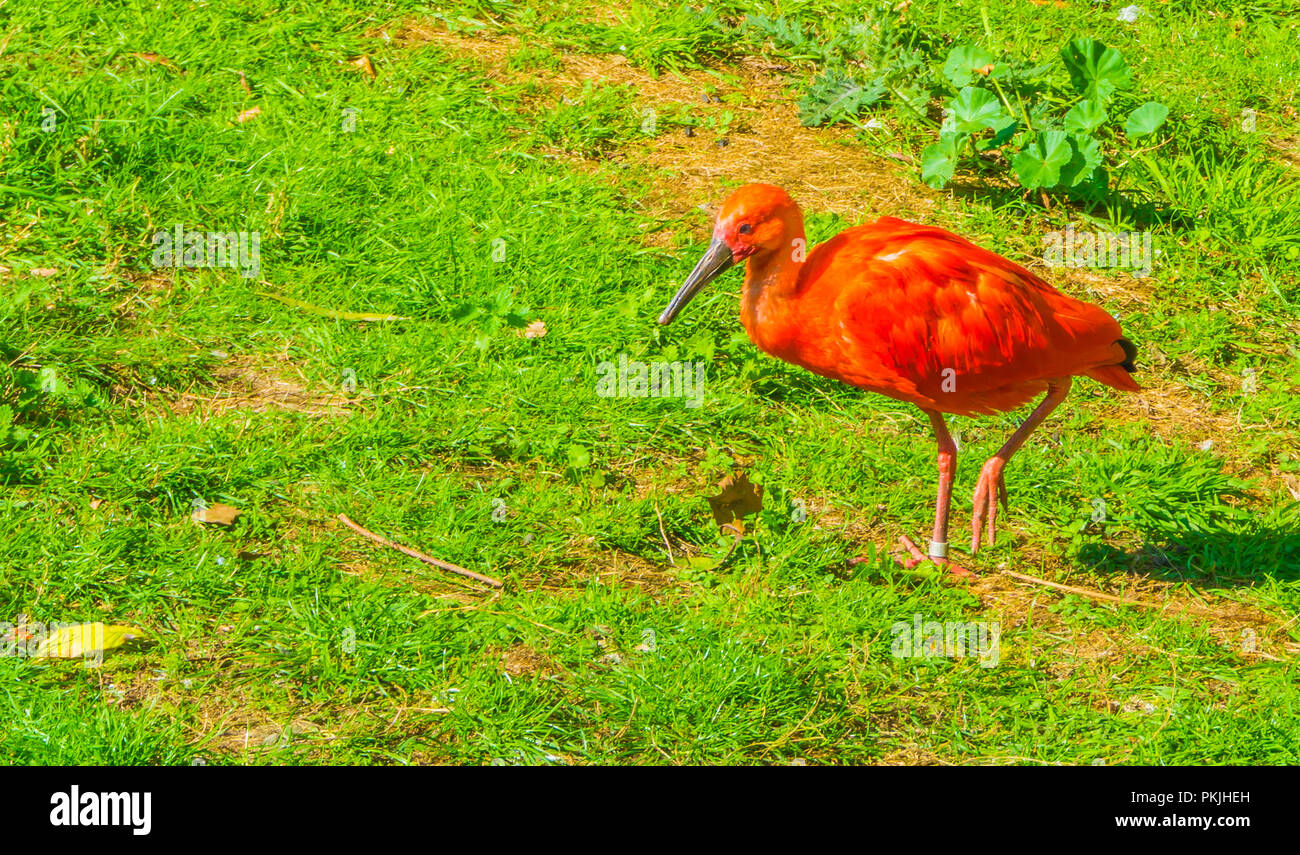 Red scarlet hi-res stock photography and images - Alamy