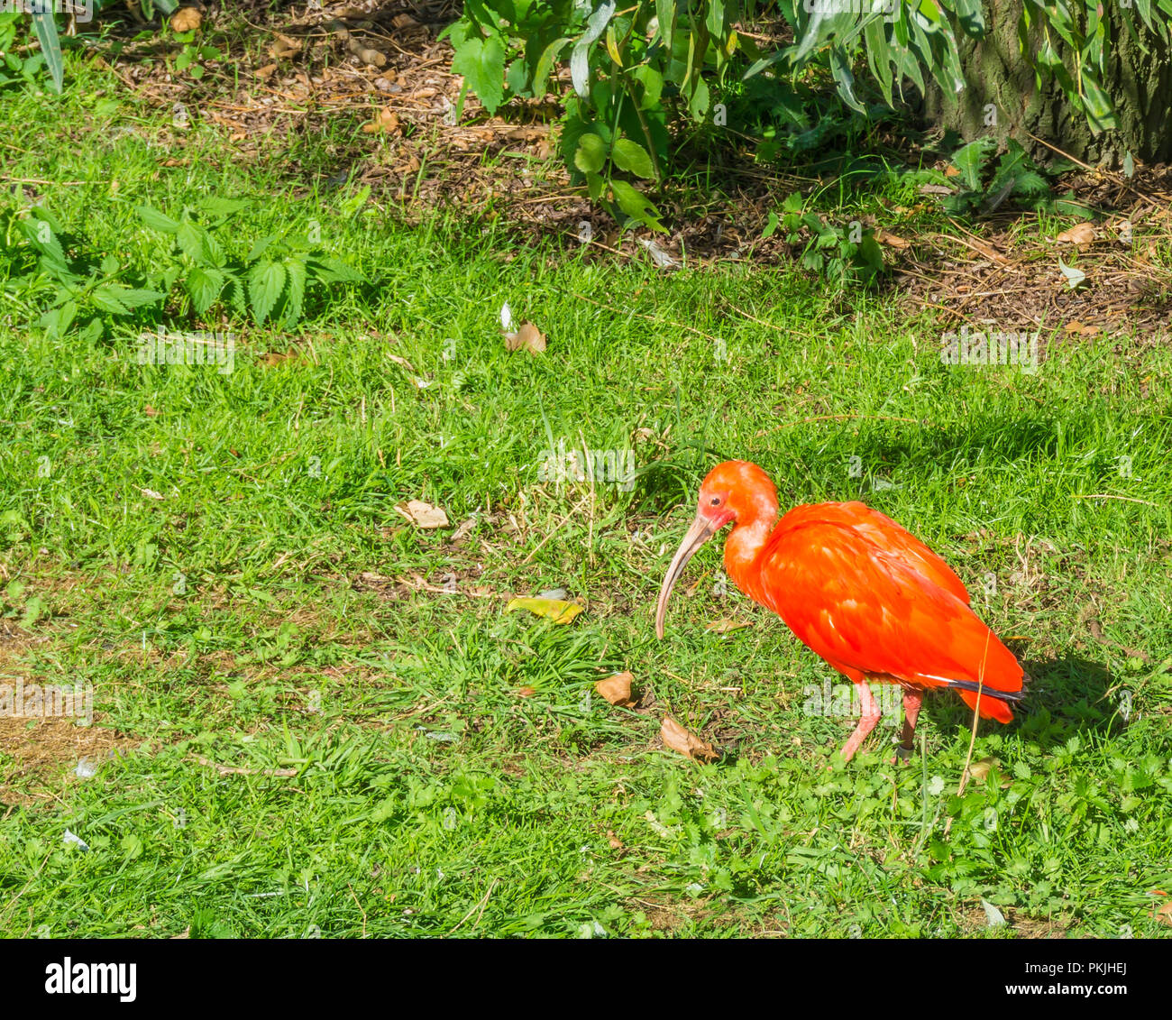 Scarlet Colored Bird High Resolution Stock Photography and Images - Alamy