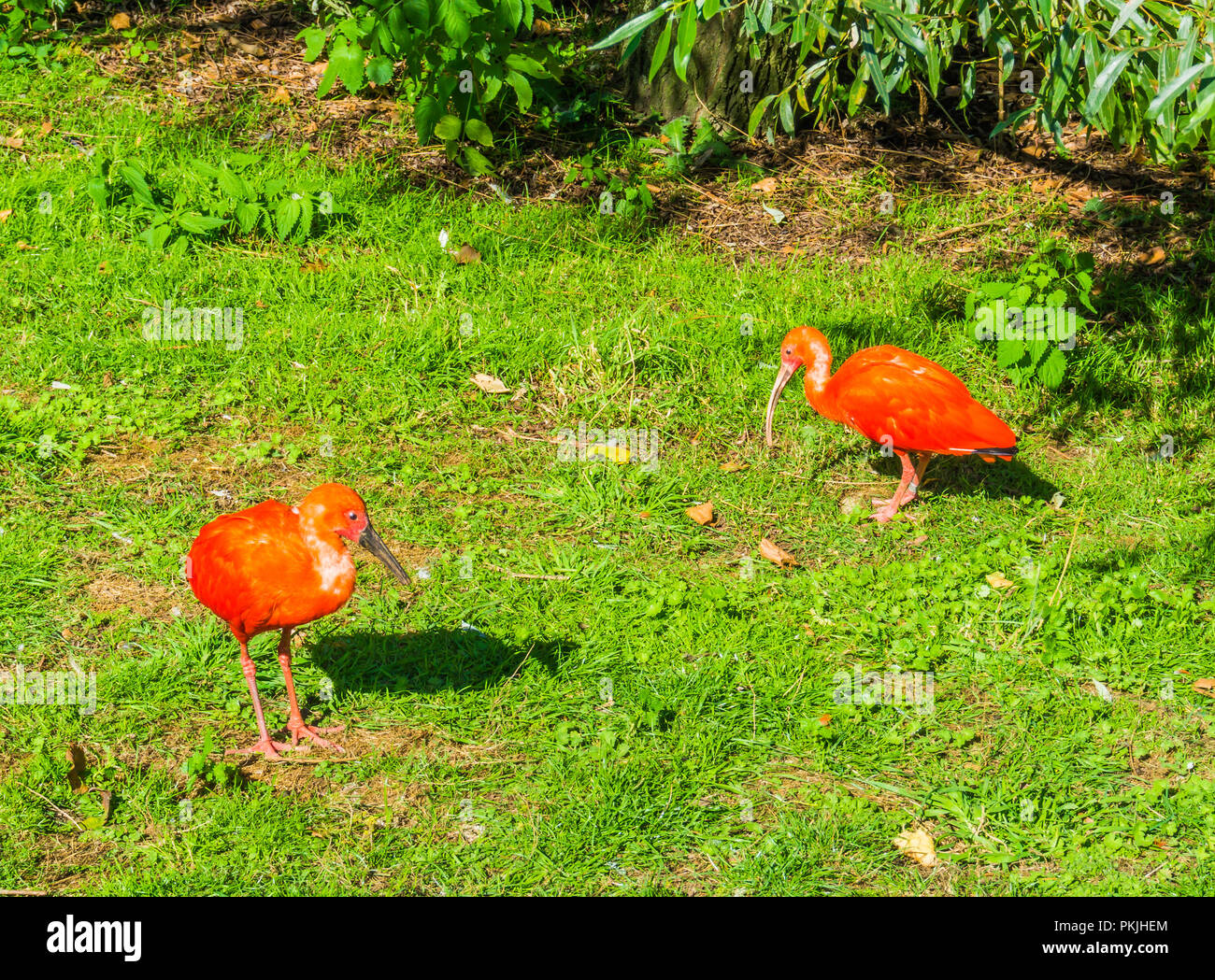 Scarlet red bill hi-res stock photography and images - Alamy